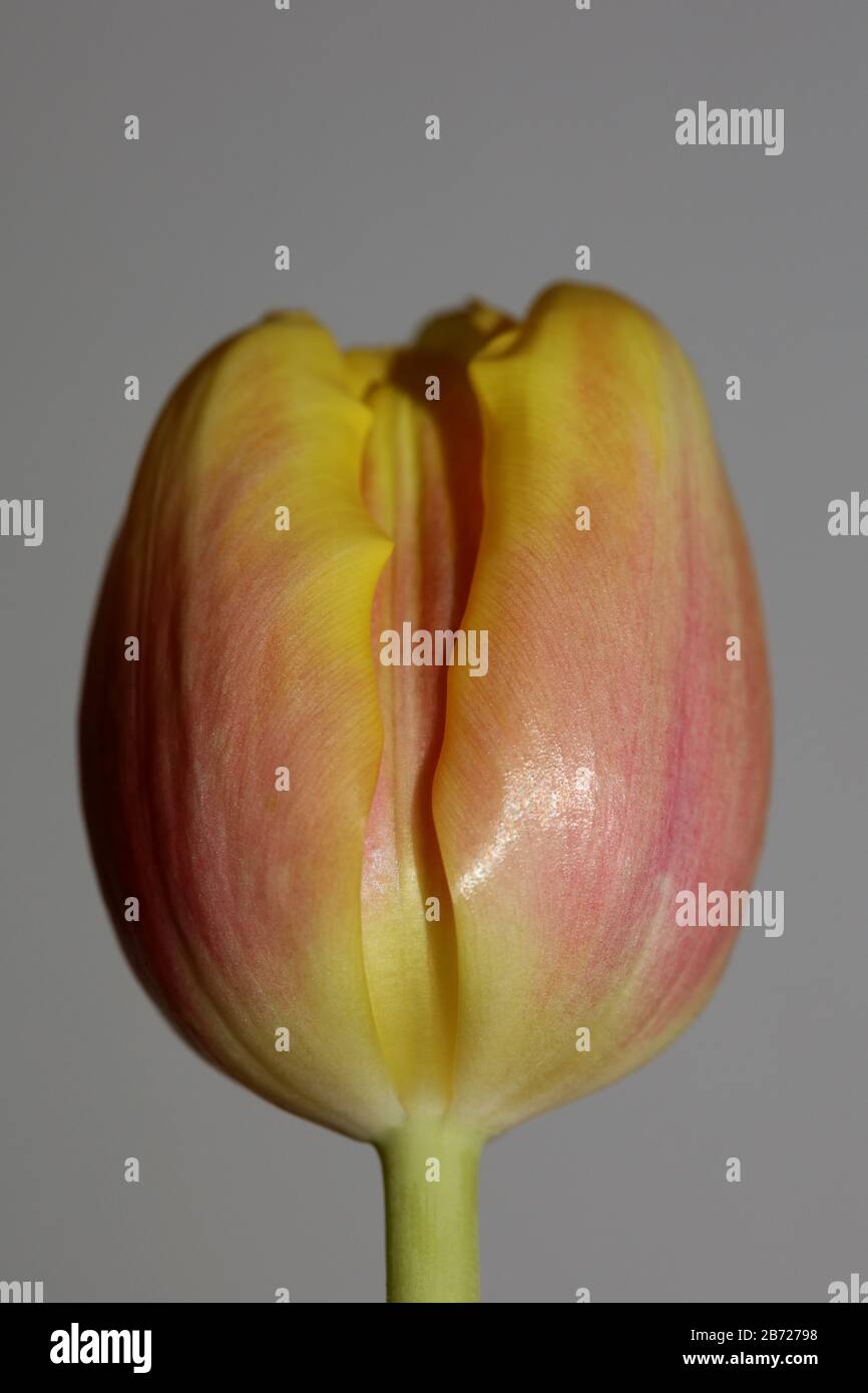 Tulip flower macro background high quality tulipa aximensis family ...
