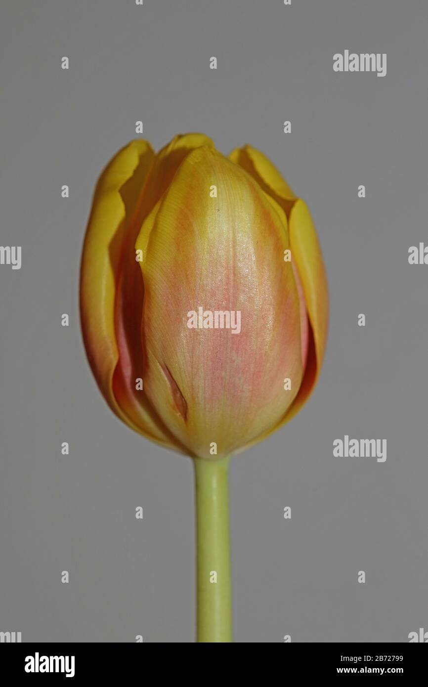 Tulip flower macro background high quality tulipa aximensis family ...