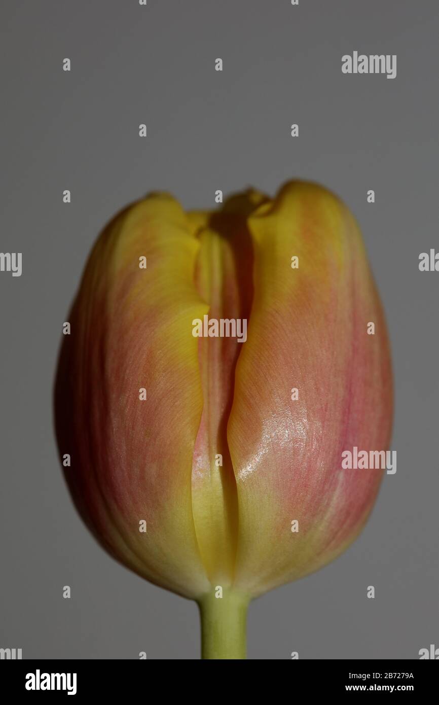 Tulip flower macro background high quality tulipa aximensis family ...