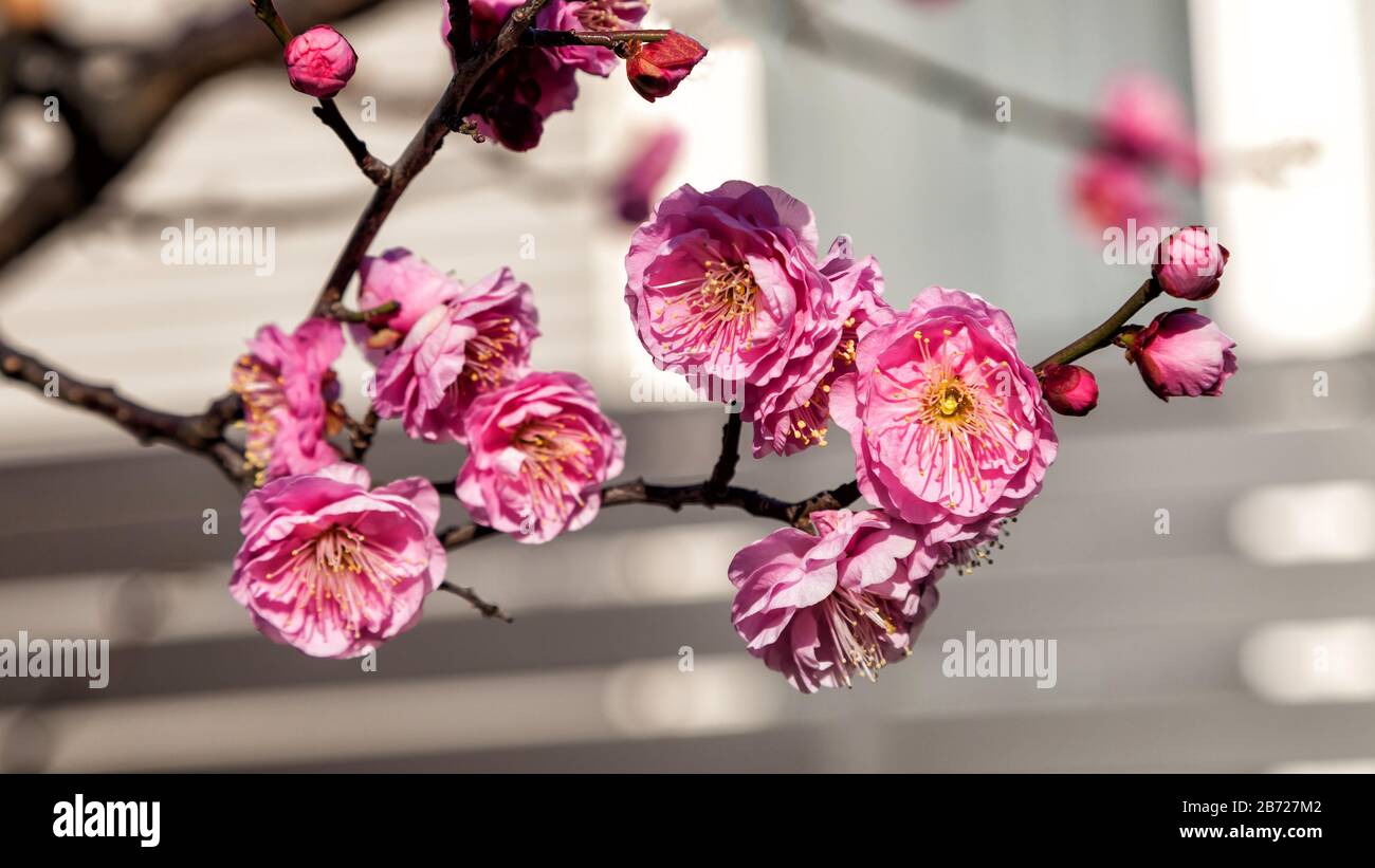 Pink blossom sukura flowers on a spring day in Japan., Beautiful ...