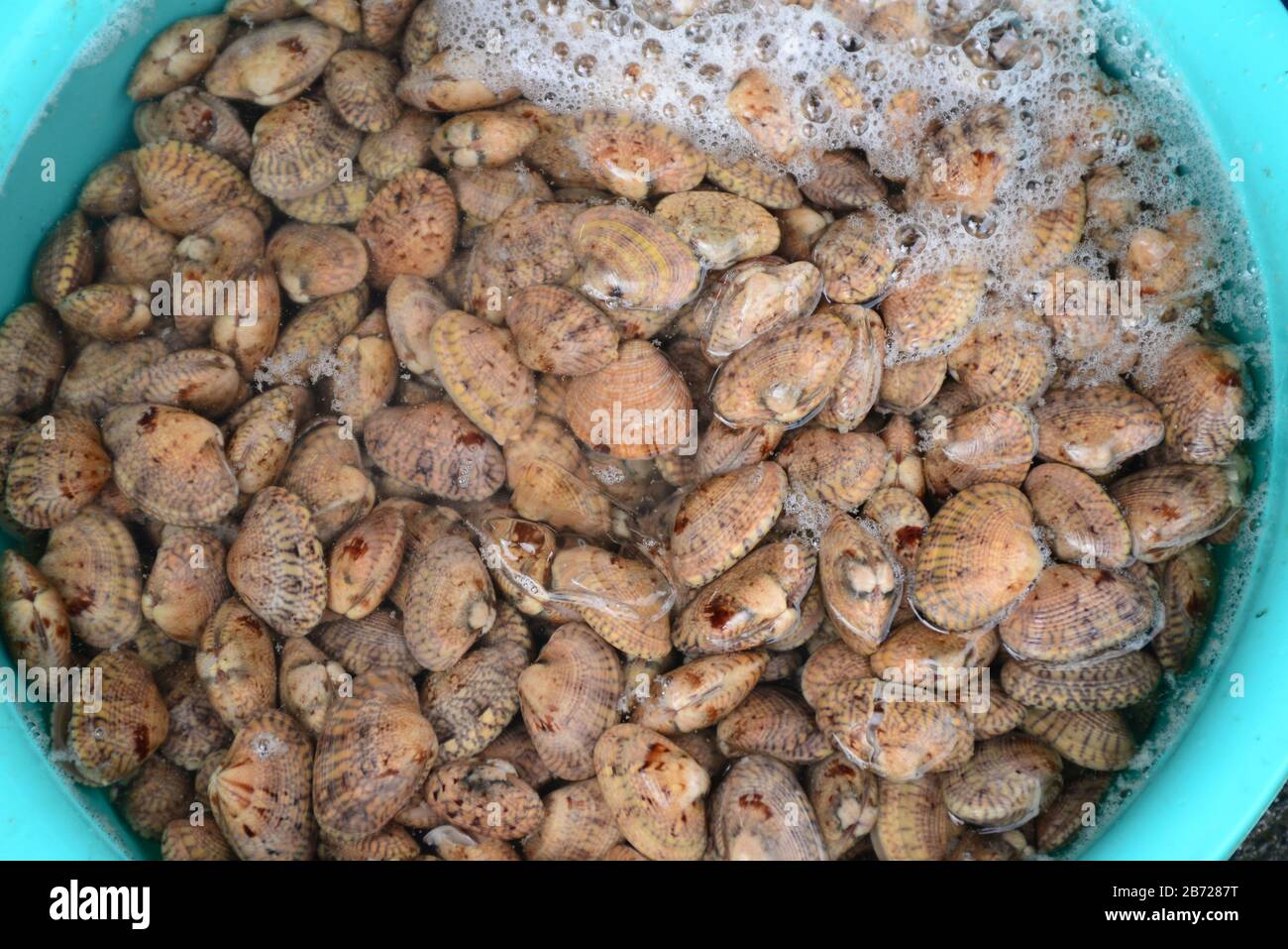 Surf clam, Short necked clam, Carpet clam, Venus shell, Baby clam ...