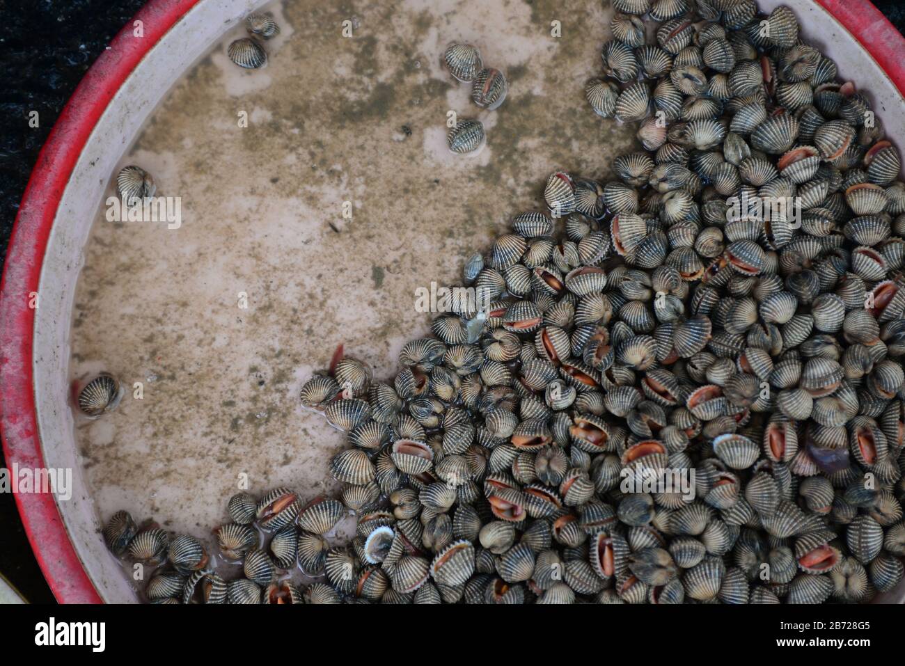 Raw fresh cockle (Tegillarca granosa) have blood shell be alive from ...