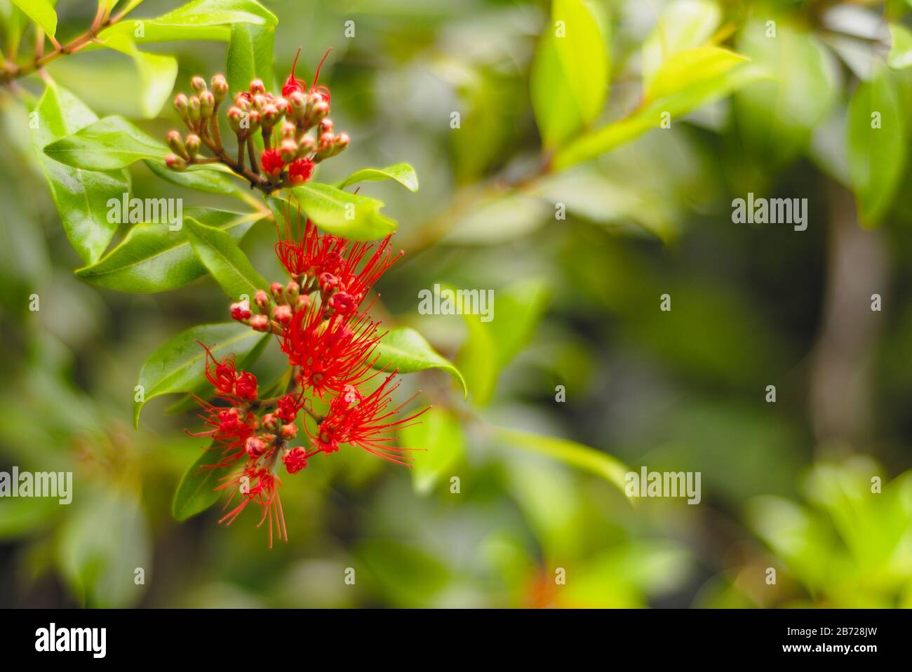 Australian native flower hi-res stock photography and images - Alamy