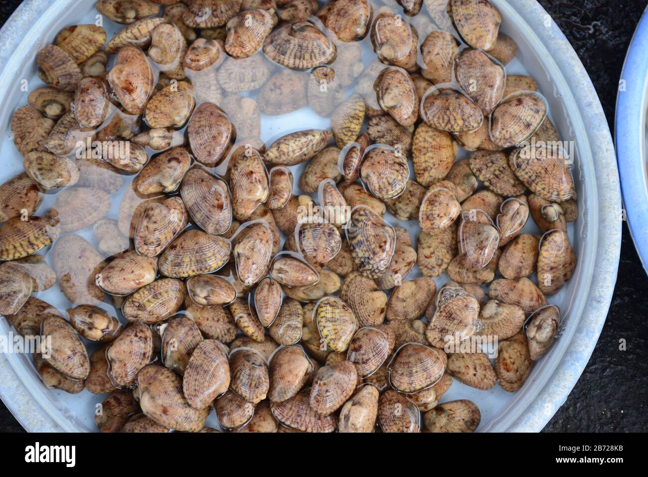 Surf clam, Short necked clam, Carpet clam, Venus shell, Baby clam ...