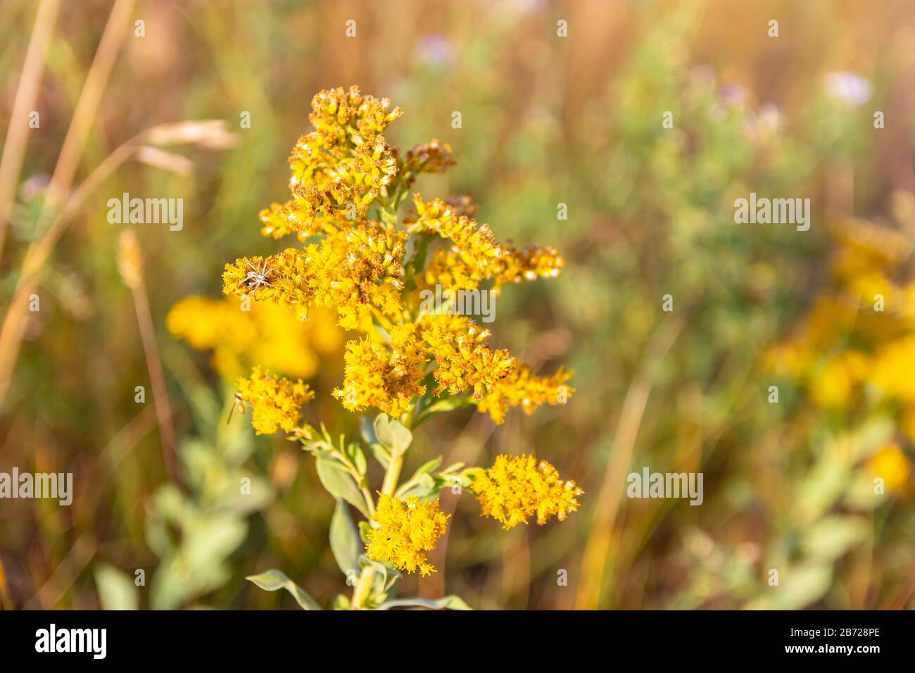 Macro photo of wild flowers growing on the Saskatchewan prairies Stock ...