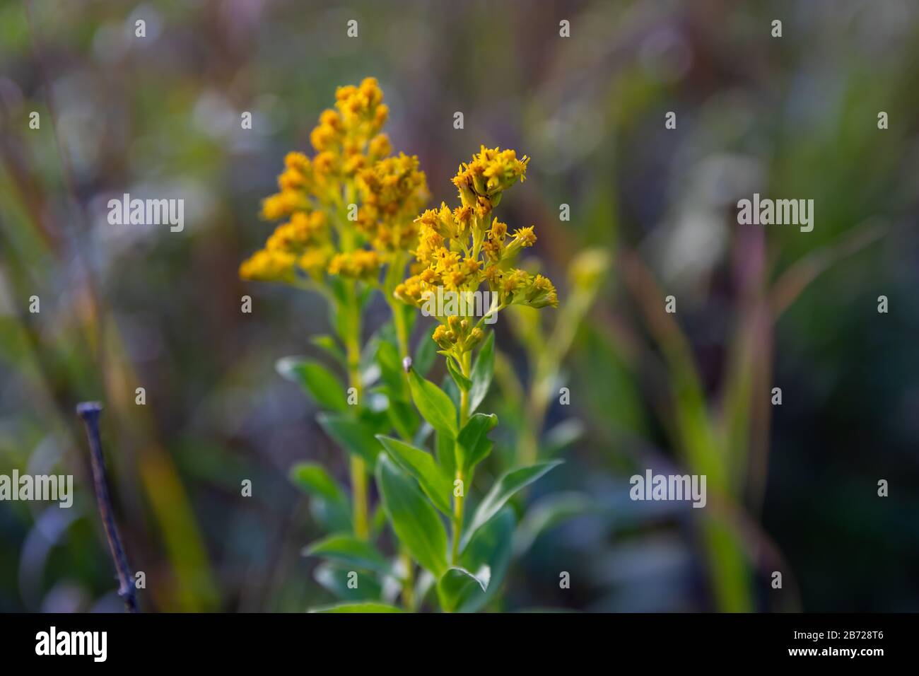 Macro photo of wild flowers growing on the Saskatchewan prairies Stock ...