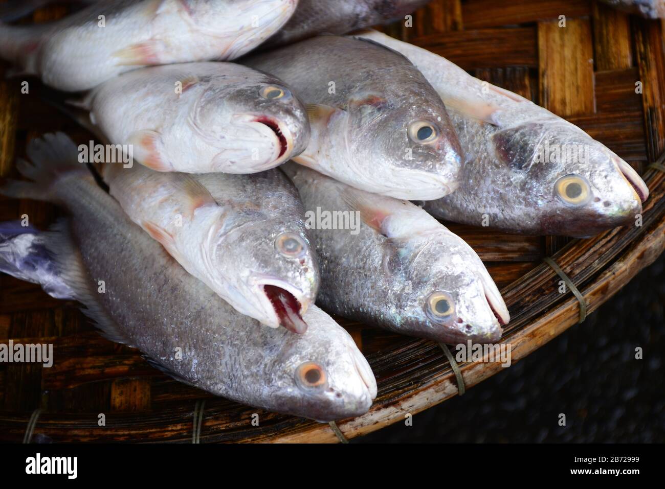 Corvina fish hi-res stock photography and images - Alamy
