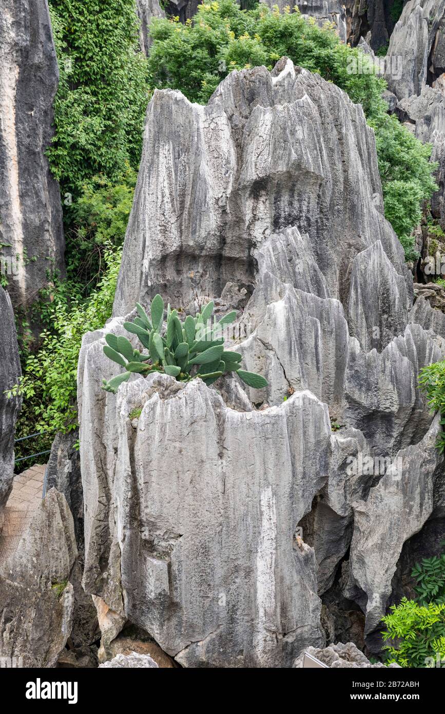 The Stone Forest in Kunming, Yunnan is a limestone geological wonder ...