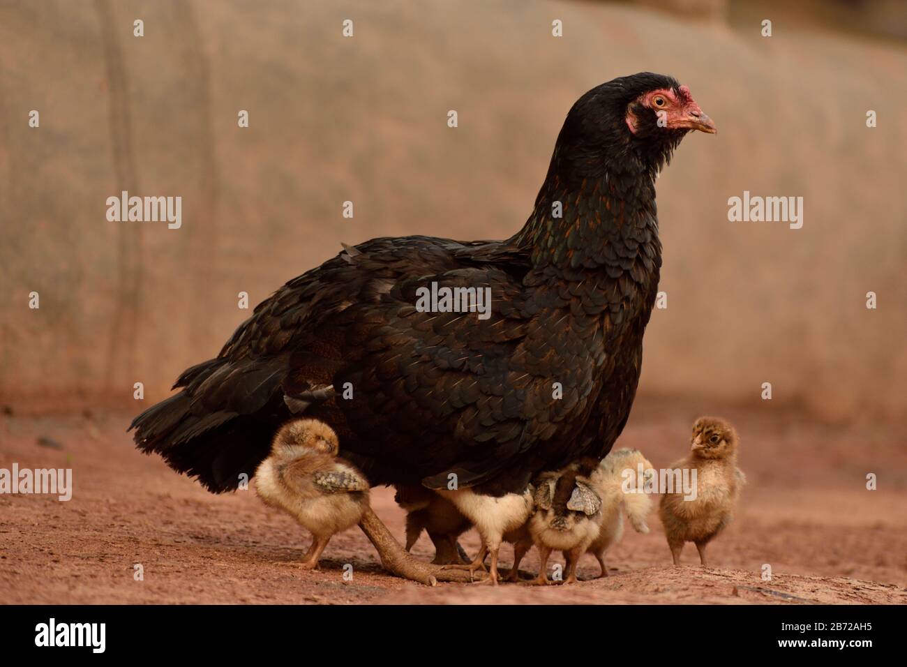Indian rooster hi-res stock photography and images - Alamy