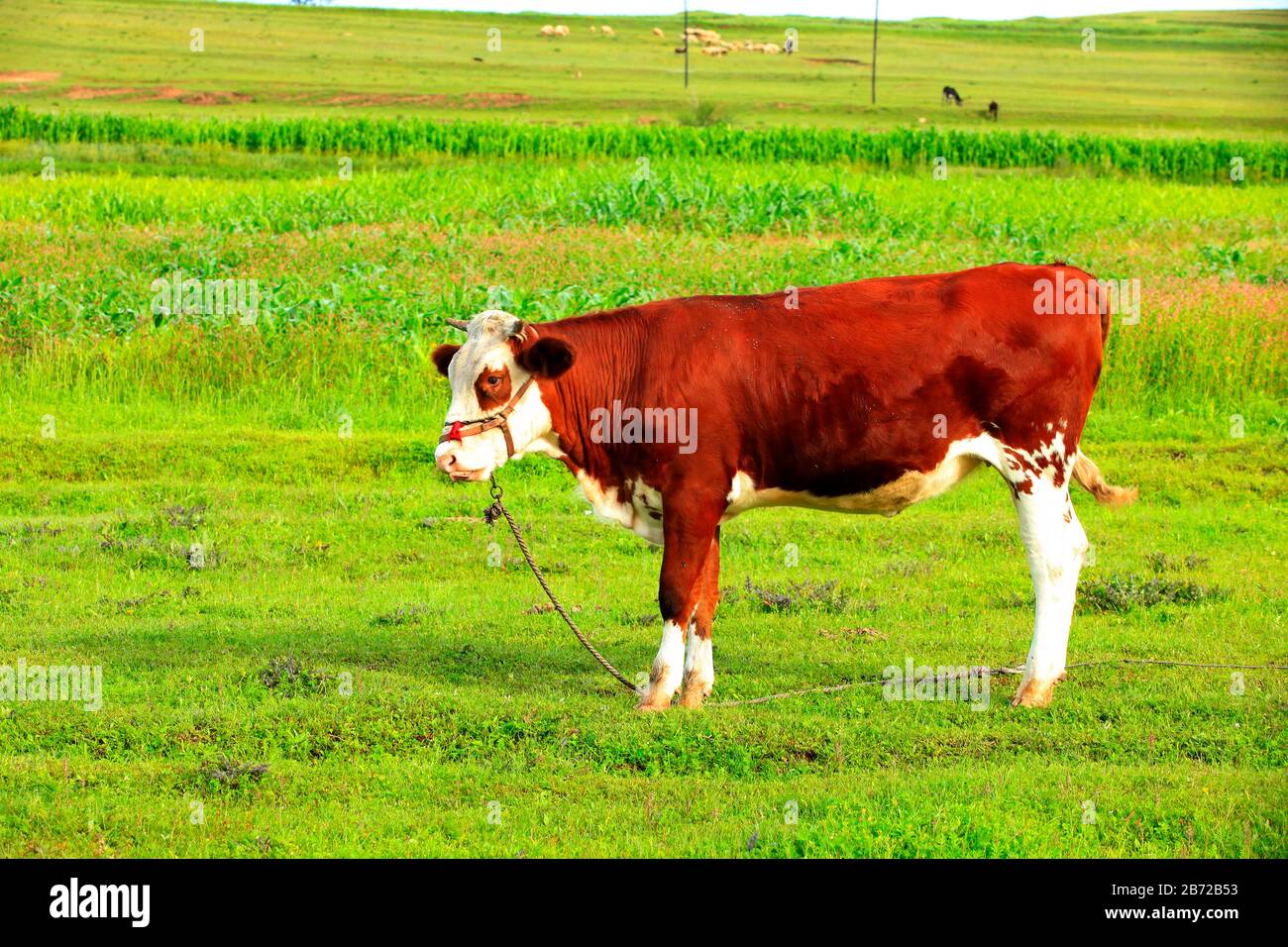 A cow is on the grassland Stock Photo - Alamy