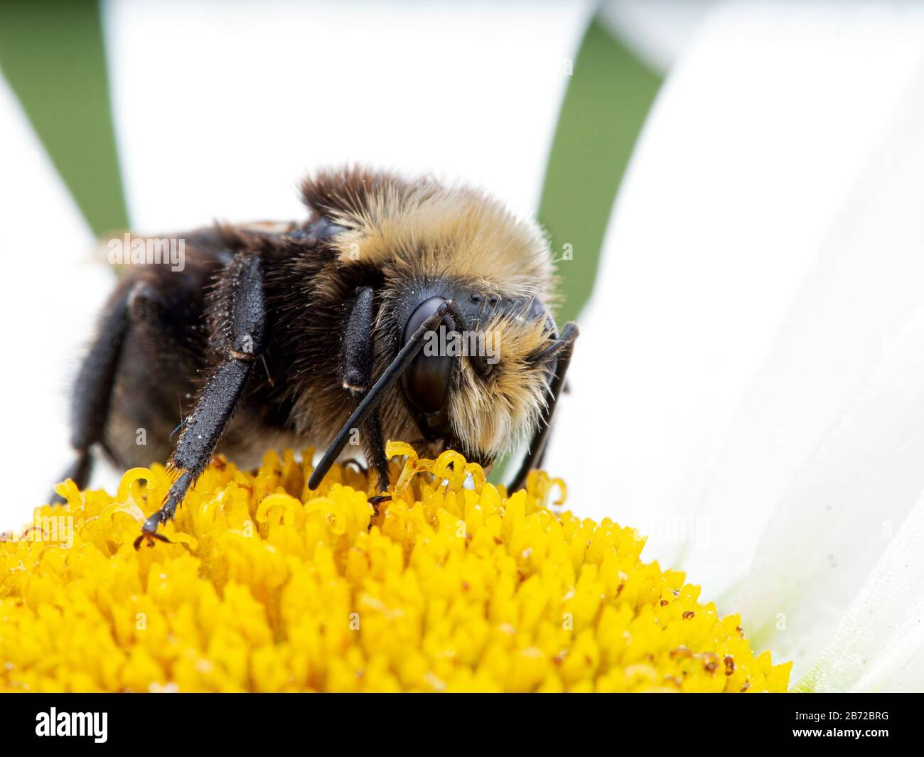 yellow-faced bumblebee (Bombus vosnesenskii) on a daisy flower. This is ...