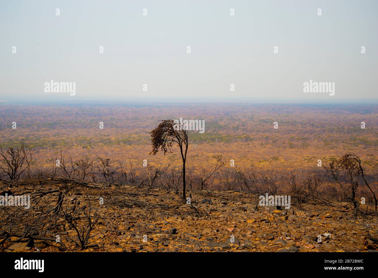 Bushfire Burnt Trees - Australia Stock Photo - Alamy