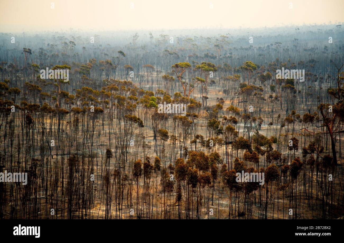Bushfire Burnt Trees - Australia Stock Photo - Alamy