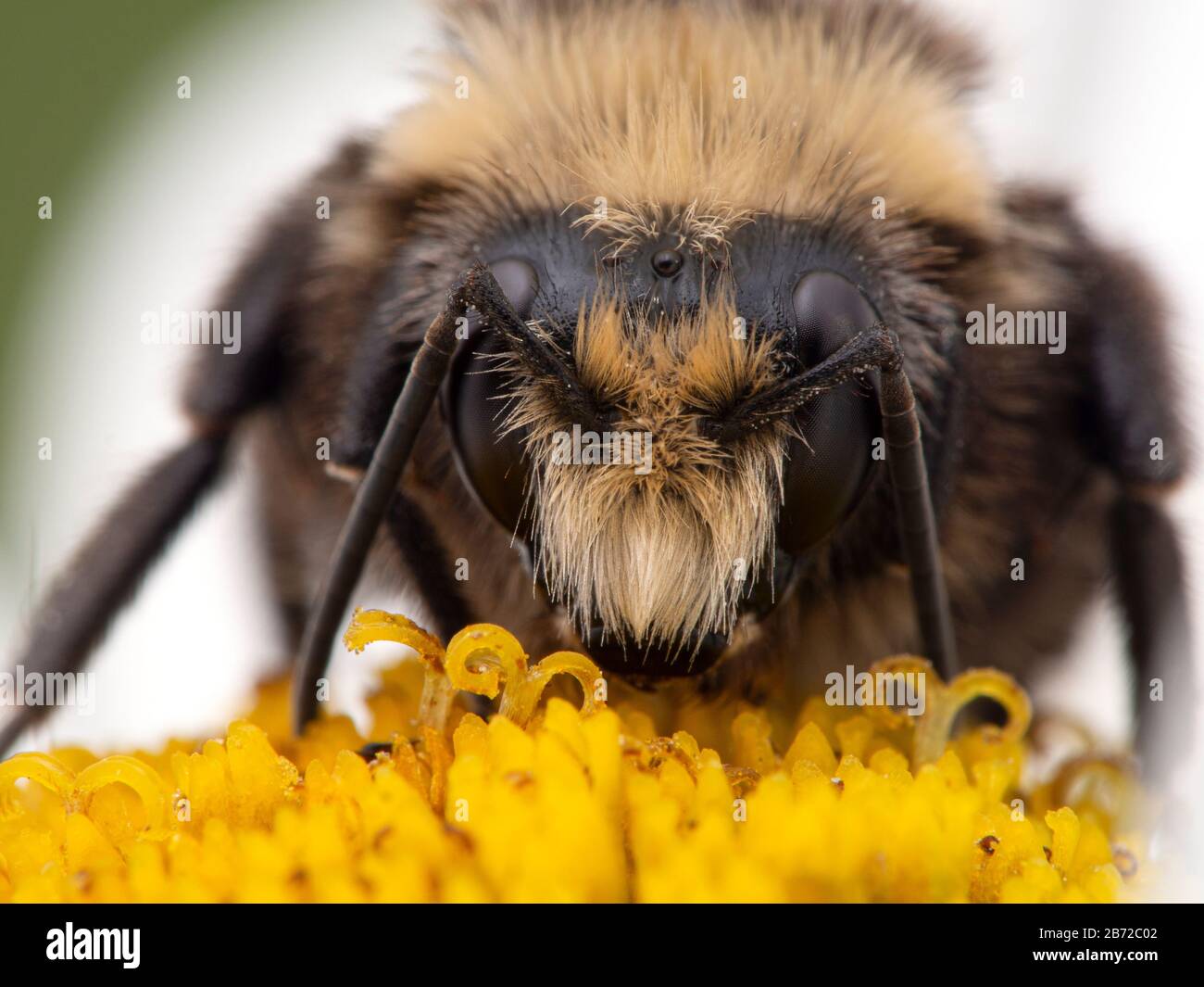 Bumble Bee Insect Face