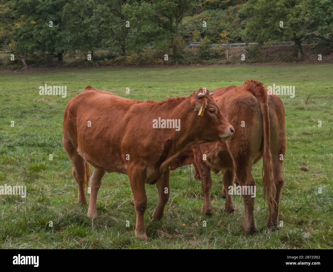 Two brown cows hi-res stock photography and images - Alamy