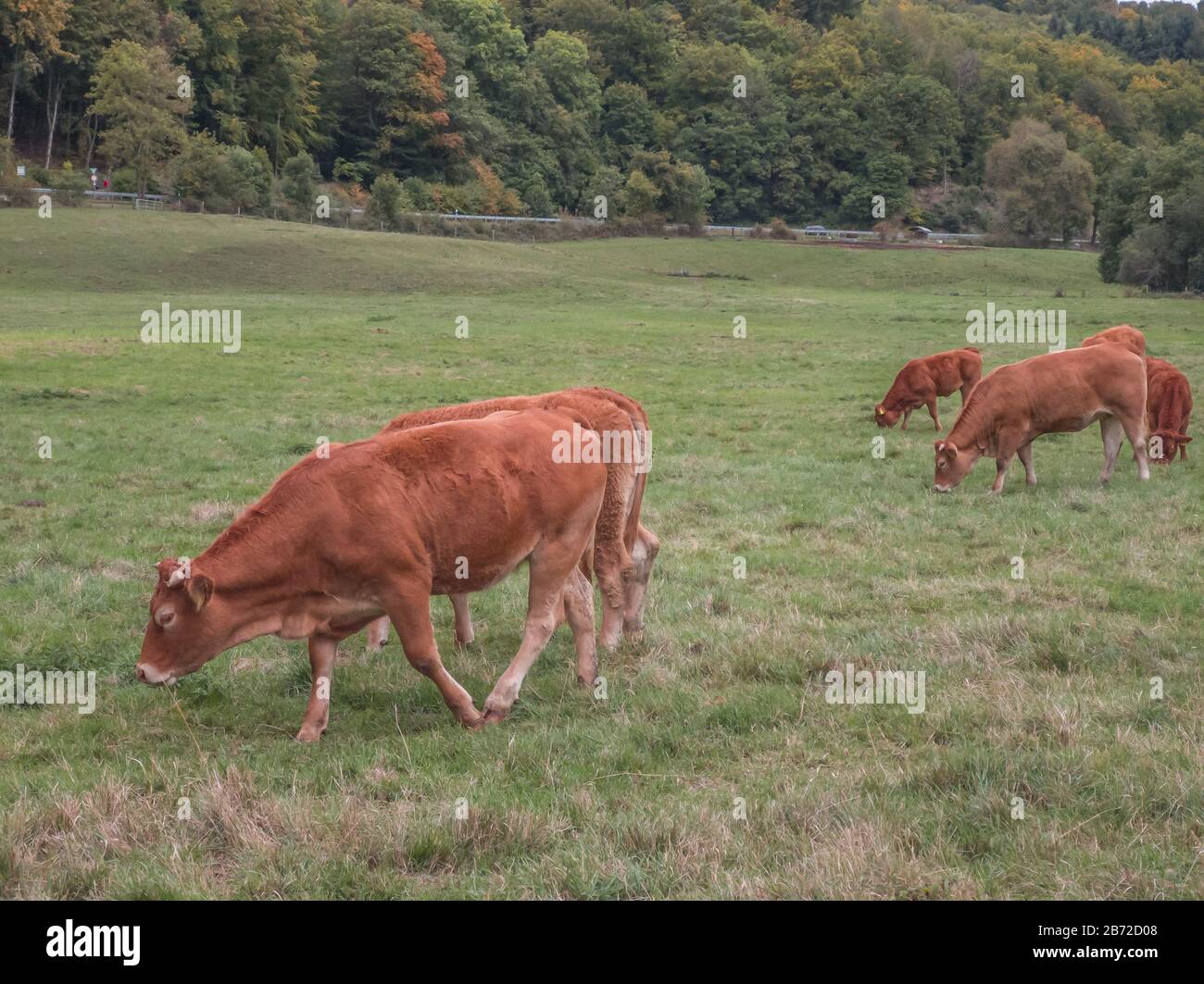 Bovine herd hi-res stock photography and images - Alamy