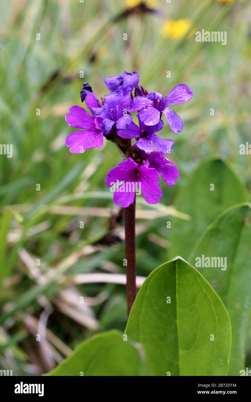 Primula deorum hi-res stock photography and images - Alamy