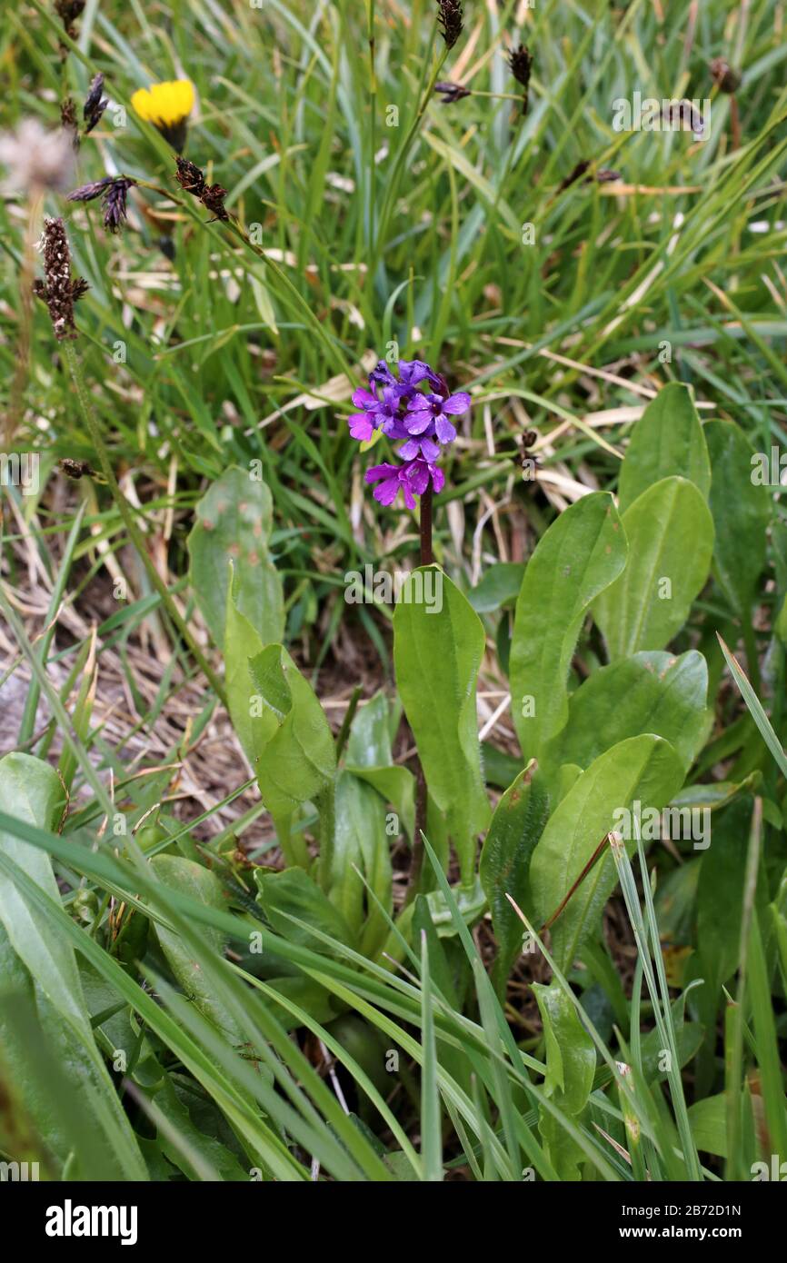 Primula deorum hi-res stock photography and images - Alamy