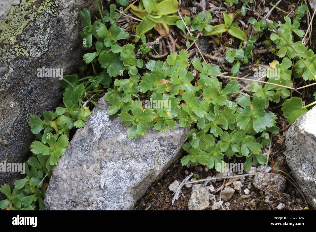 Primula minima - Wild plant shot in summer Stock Photo - Alamy
