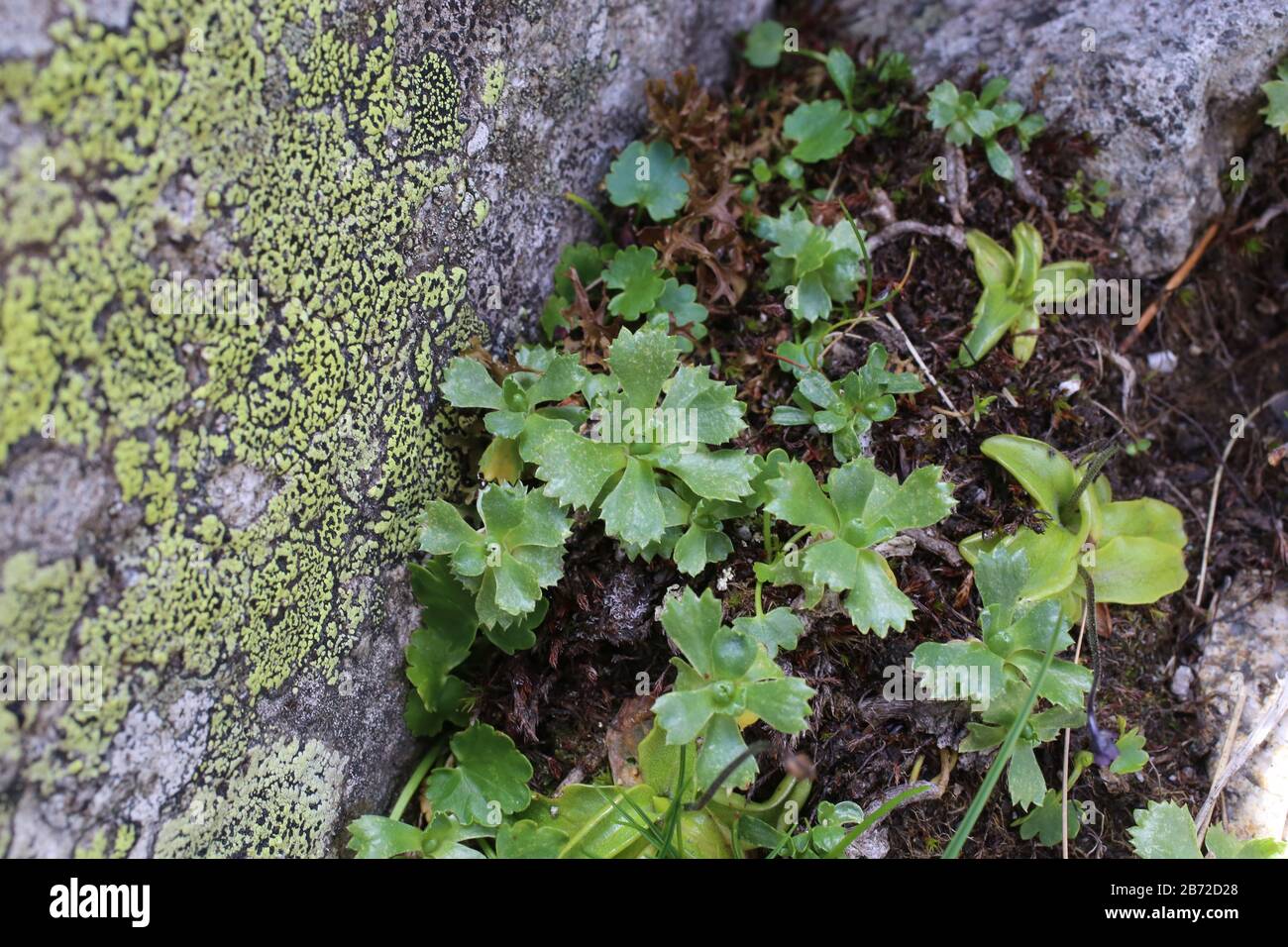 Primula minima - Wild plant shot in summer Stock Photo - Alamy