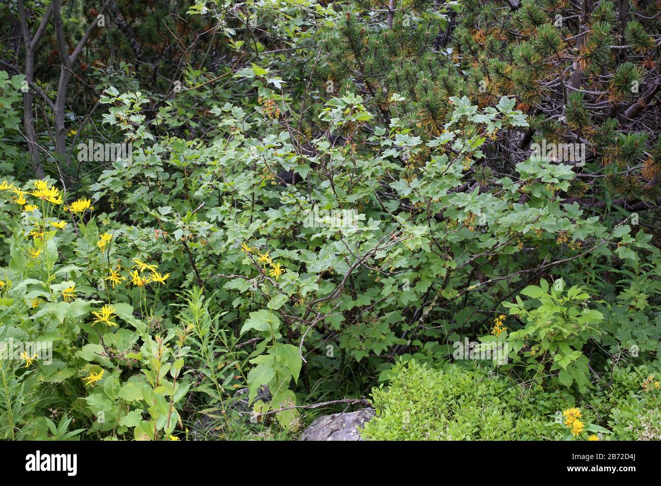 Ribes alpinum hi-res stock photography and images - Alamy