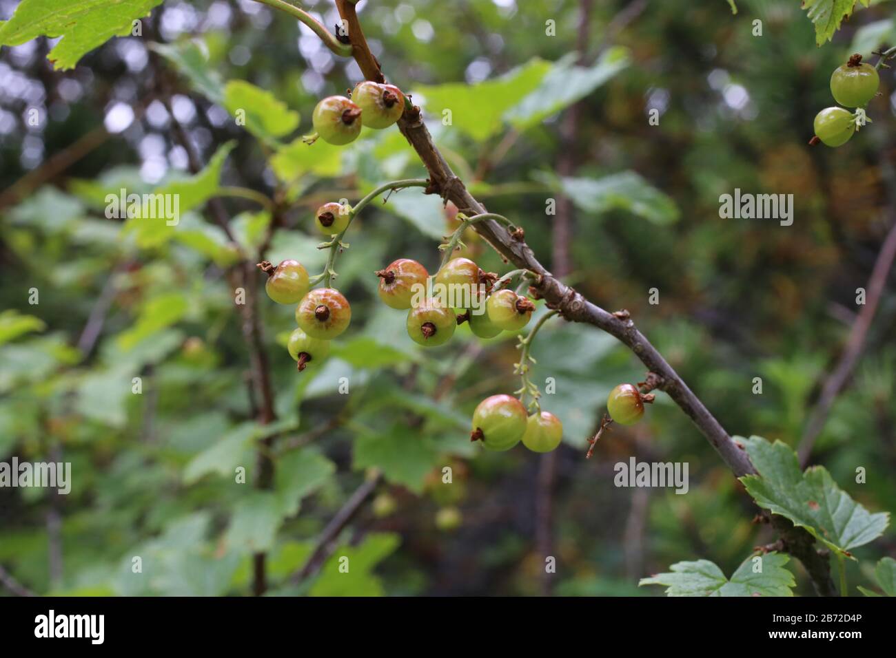 Ribes alpinum hi-res stock photography and images - Alamy