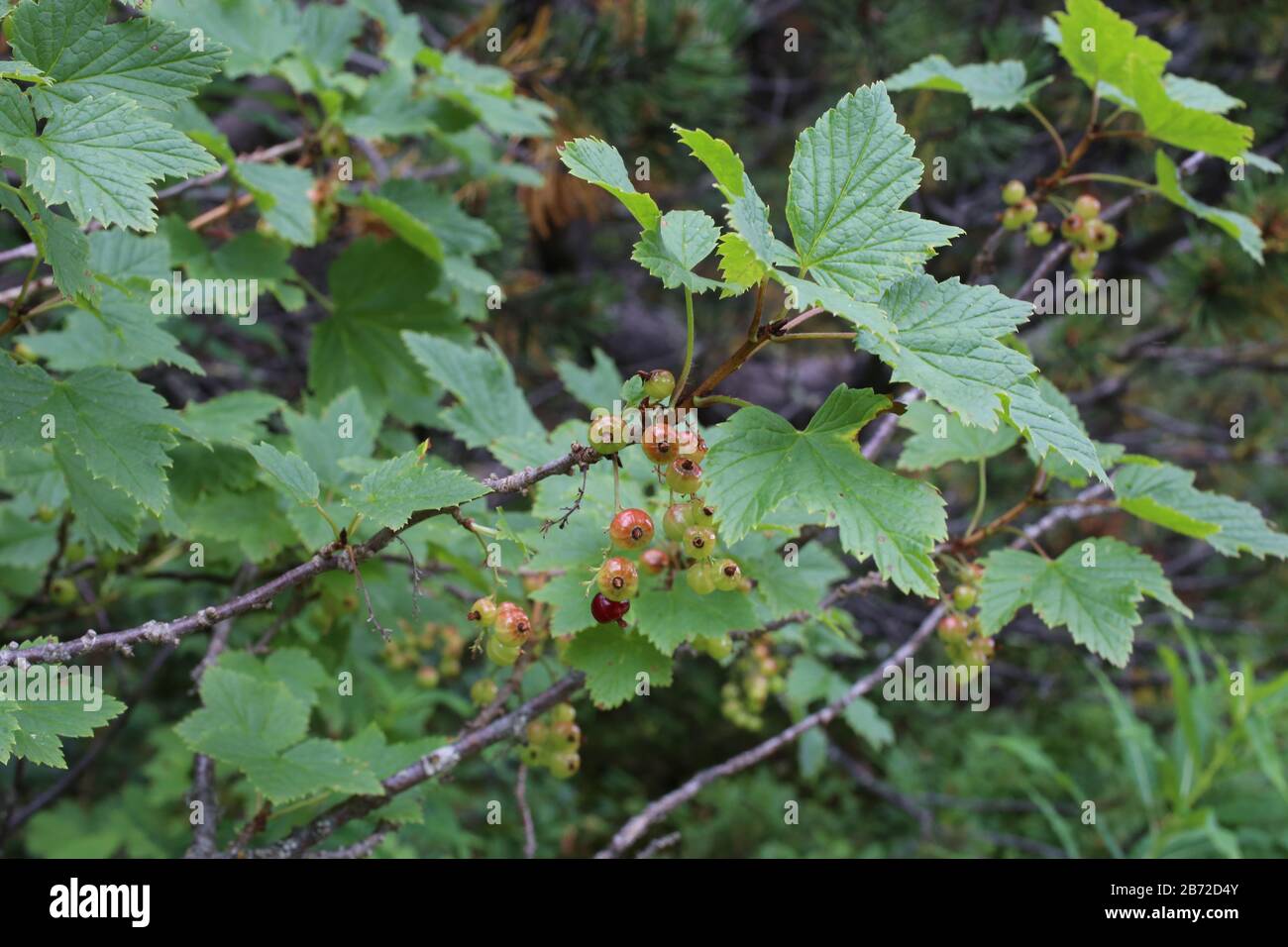 Ribes alpinum hi-res stock photography and images - Alamy