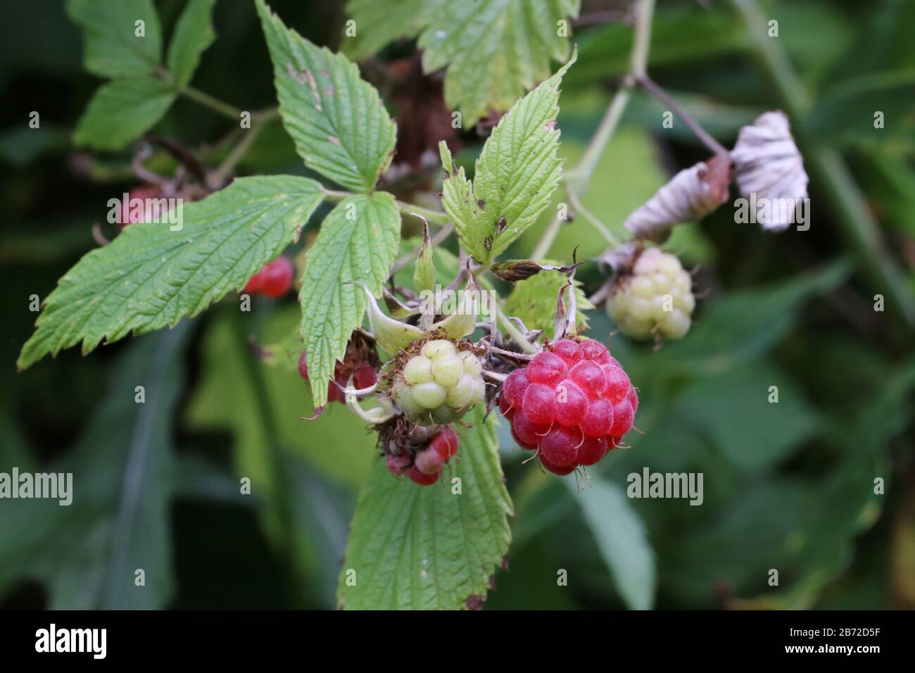 Plants rubus hi-res stock photography and images - Alamy