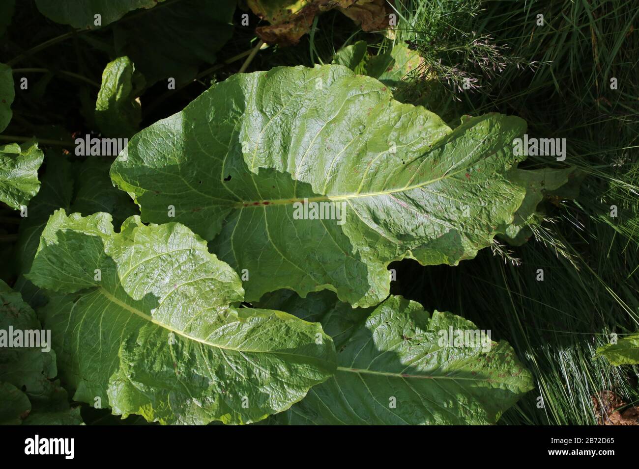 Rumex alpinus - Wild plant shot in summer Stock Photo - Alamy