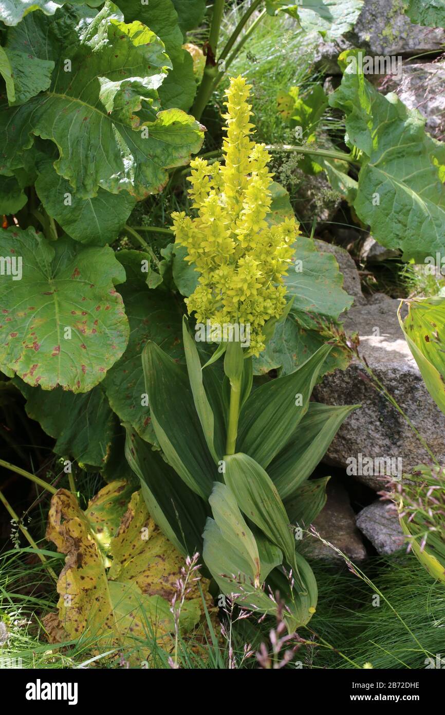 Veratrum lobelianum wild plant hi-res stock photography and images - Alamy