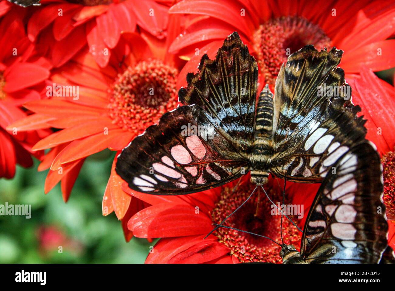 Open wing butterflies hi-res stock photography and images - Alamy