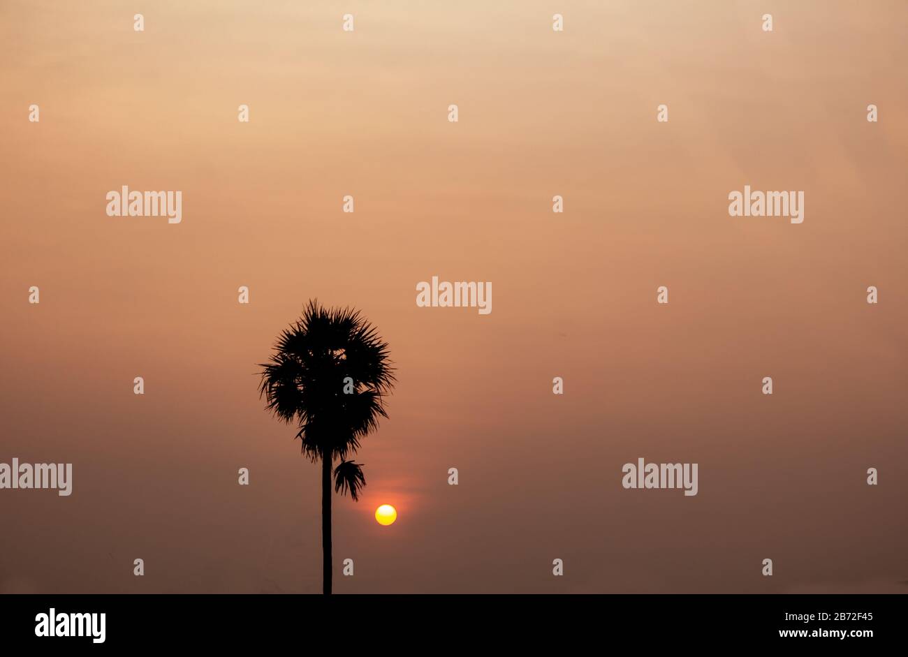 Palmyra palm tree hi-res stock photography and images - Alamy