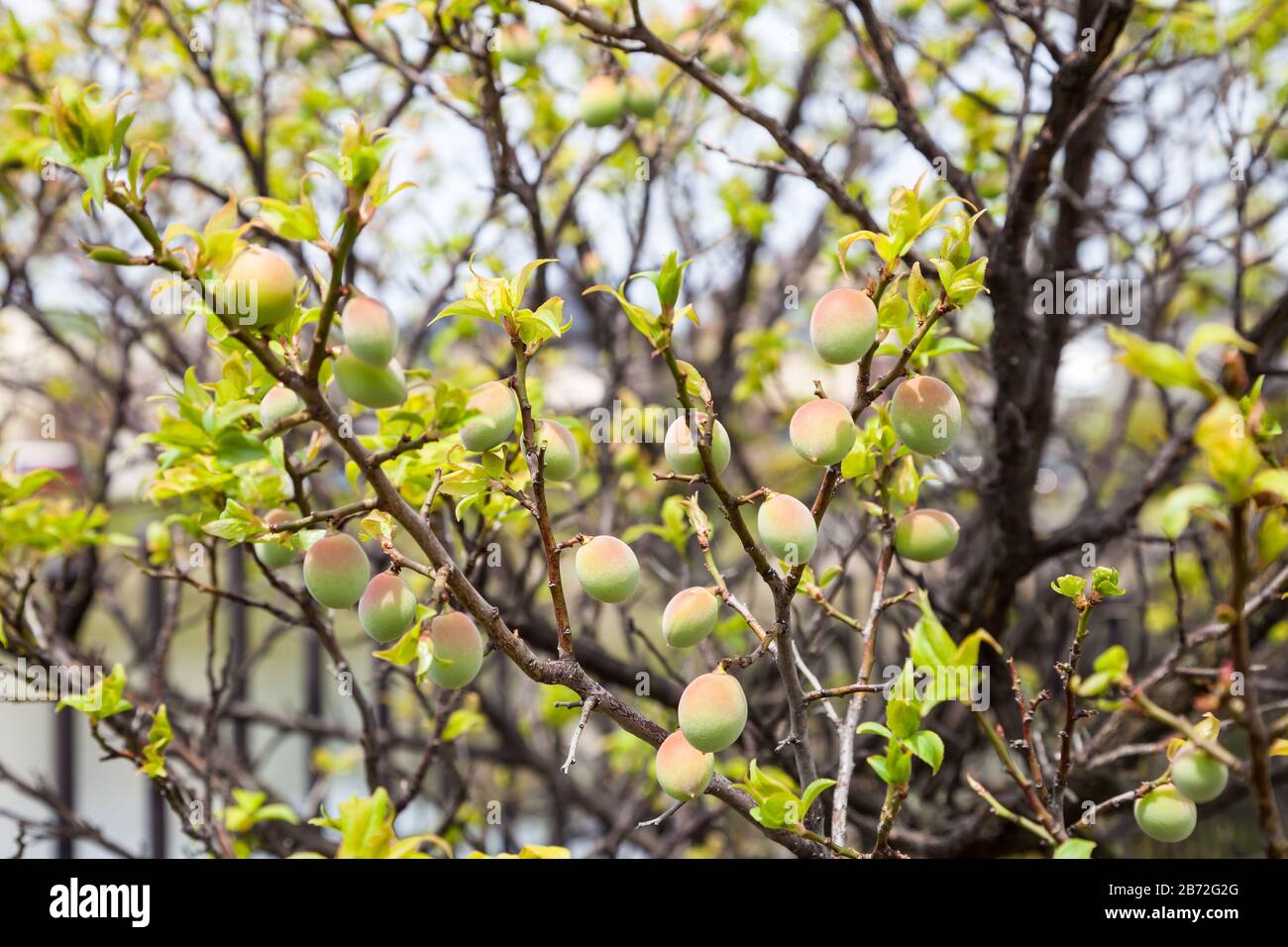 Ume plum tree hi-res stock photography and images - Alamy