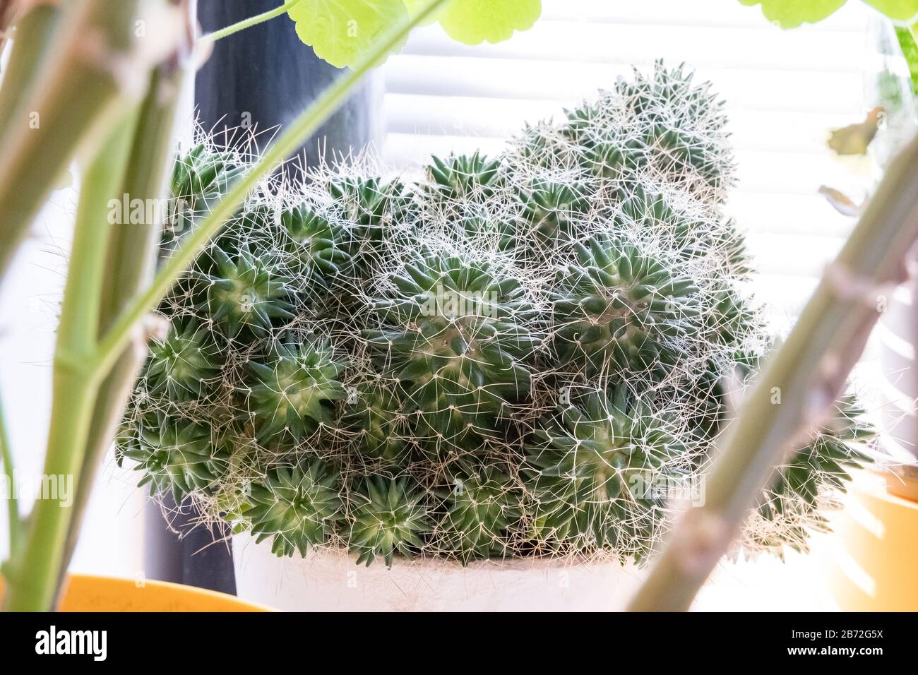 Round cactus in a flower pot on the windowsill Stock Photo - Alamy