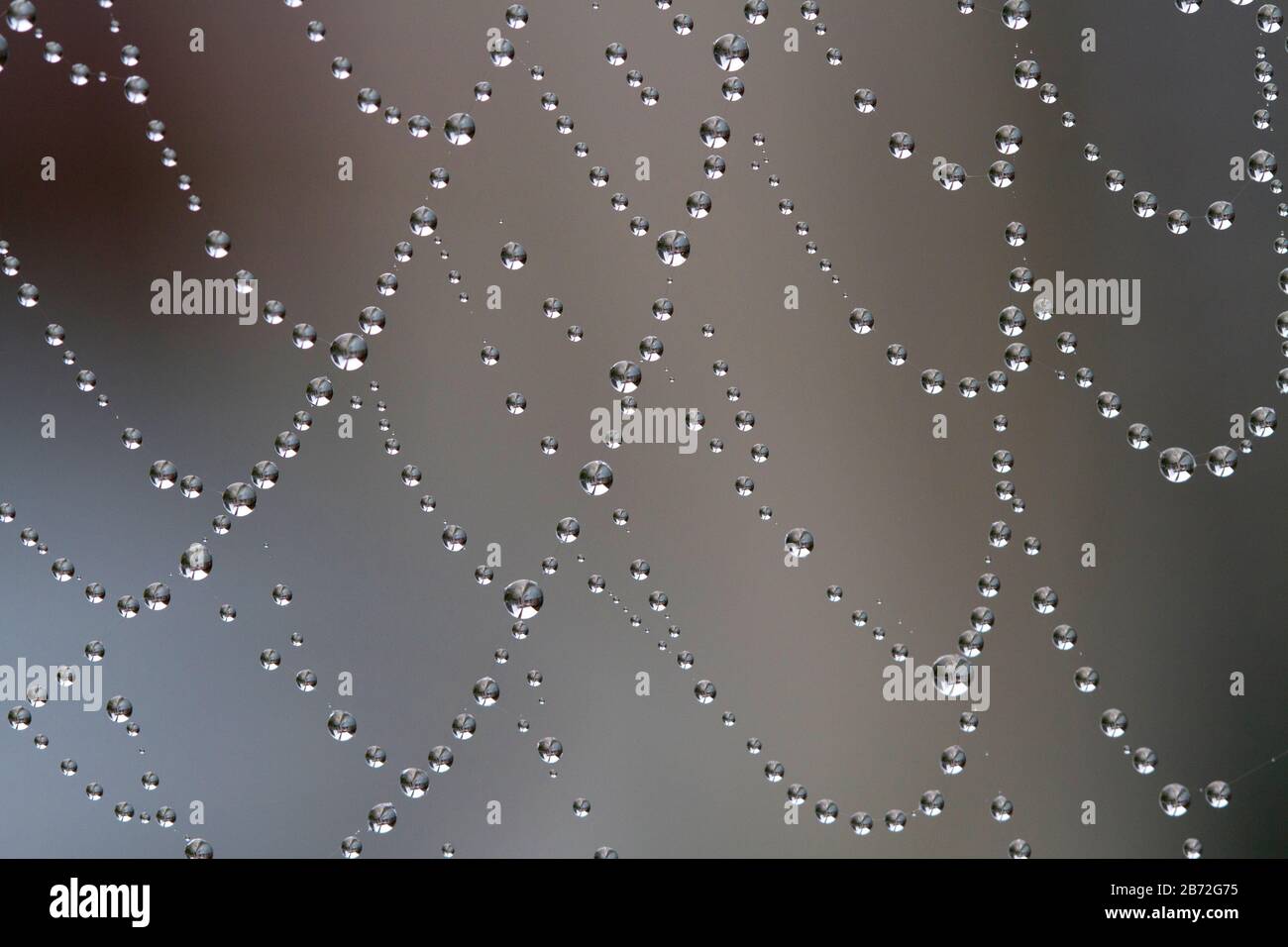 A spider's web covered in water droplets forming a string of pearls ...