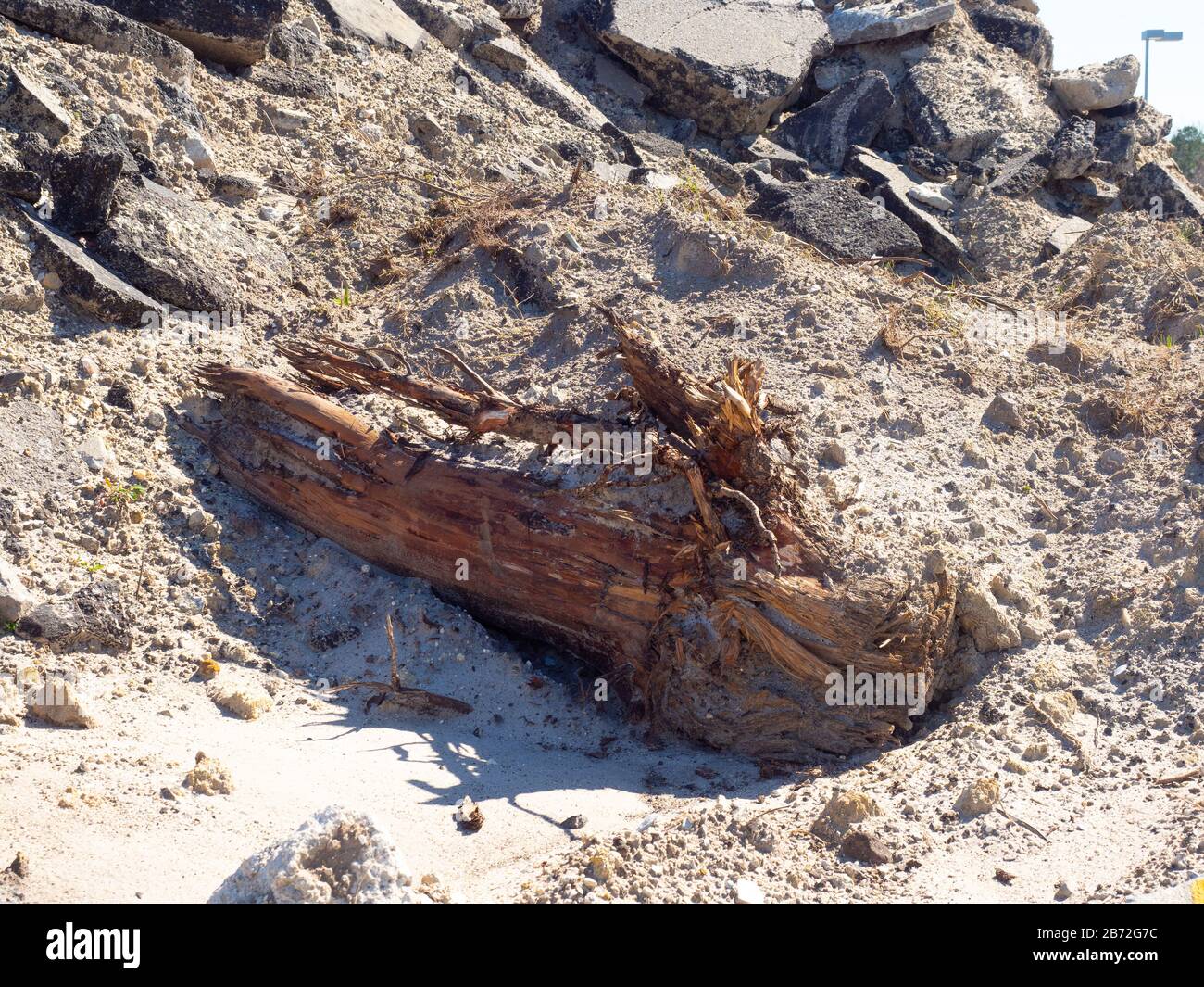 Shattered Tree Trunk partially buried in Road Rubble, Concrete and ...
