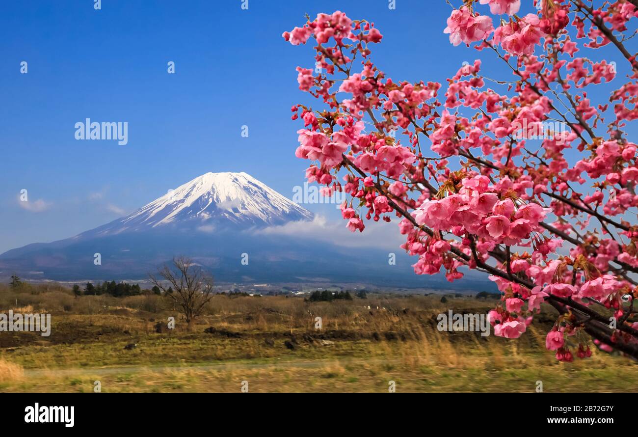 Beautiful Mount Fuji, japan., Mount Fuji with green field and blue sky ...