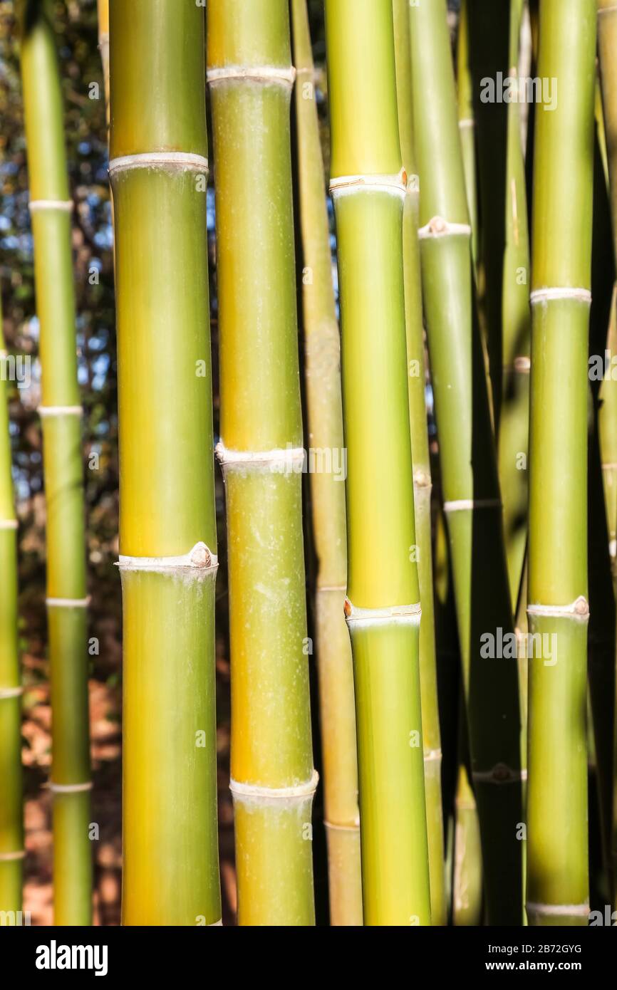 Green bamboo tree in a garden., Green bamboo background Stock Photo - Alamy