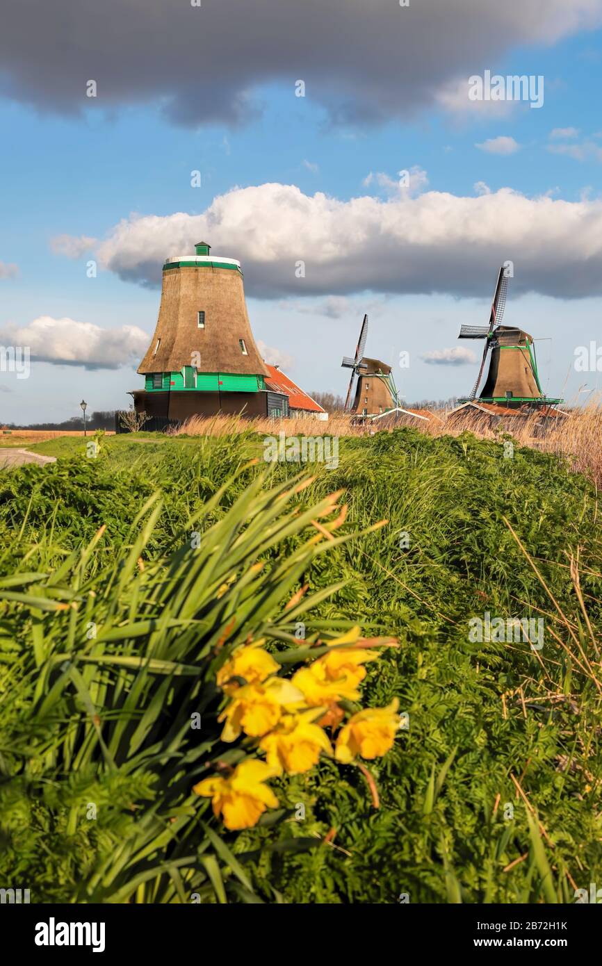 Traditional Dutch windmills with spring flowers in Zaanse Schans ...