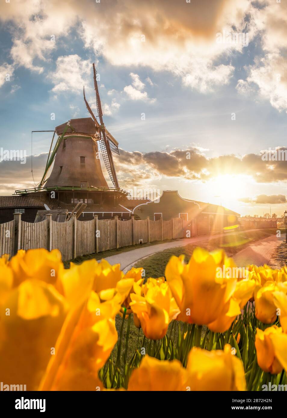 Traditional Dutch windmills with tulips against sunset in Zaanse Schans ...