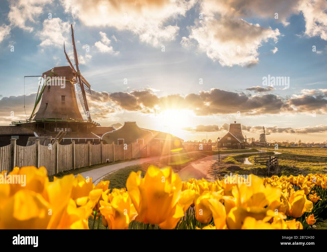 Traditional Dutch windmills with tulips against sunset in Zaanse Schans ...