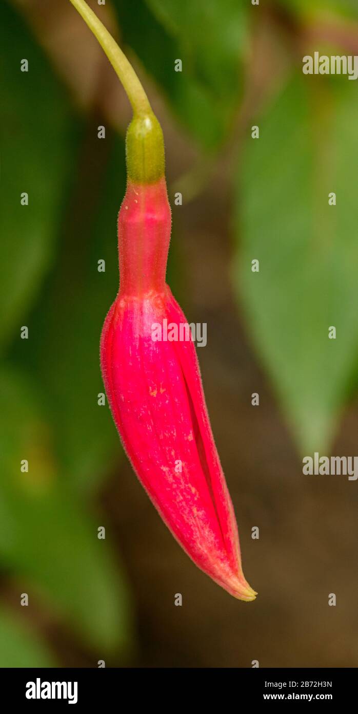 Fuchsia bud hi-res stock photography and images - Alamy