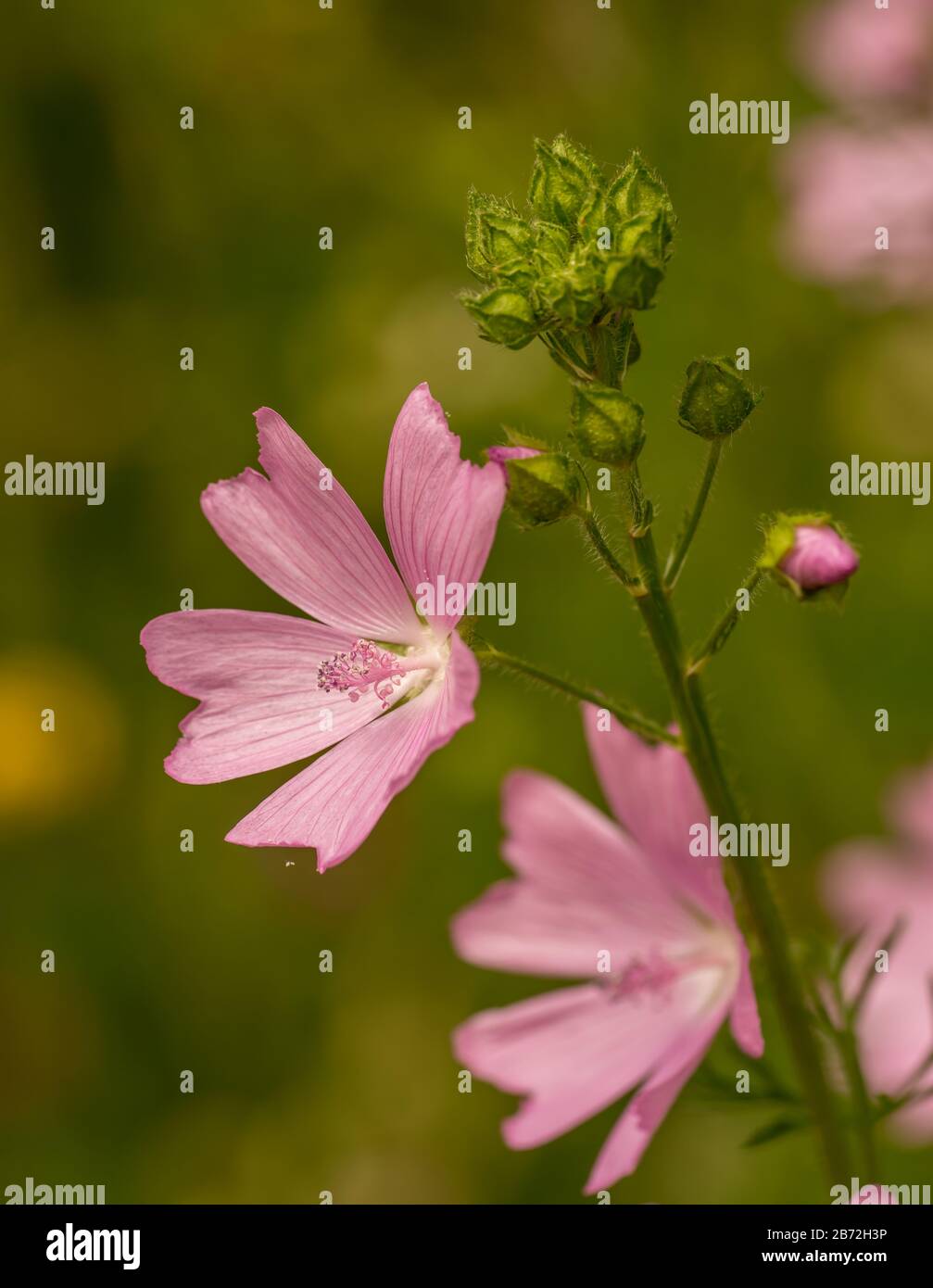 Pink mallow flower hi-res stock photography and images - Alamy