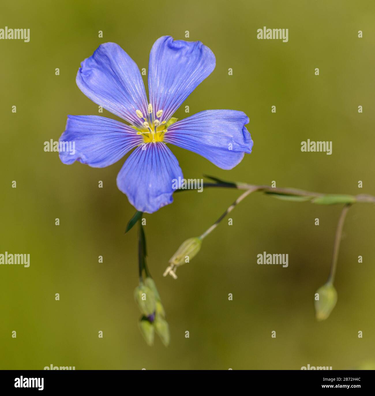 blue flax (linum lewisii) flower closeup on green background Stock ...