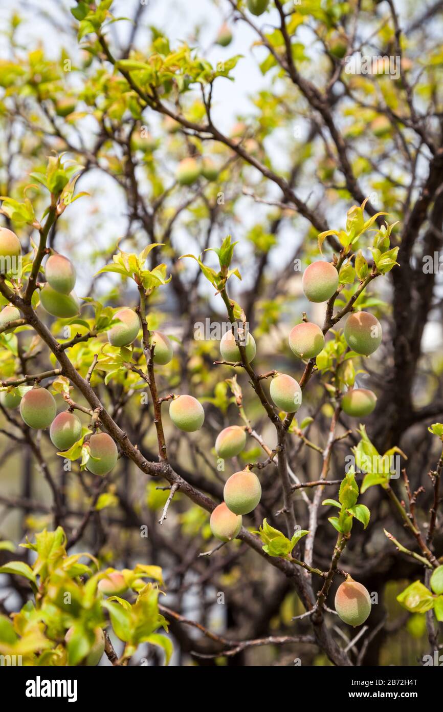 Ume plum hi-res stock photography and images - Alamy