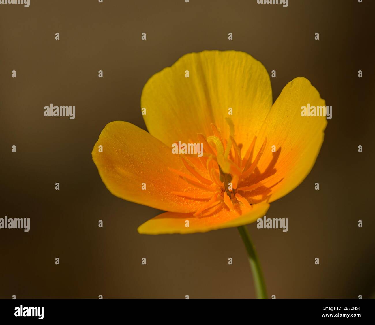 Gold wild flower hi-res stock photography and images - Alamy
