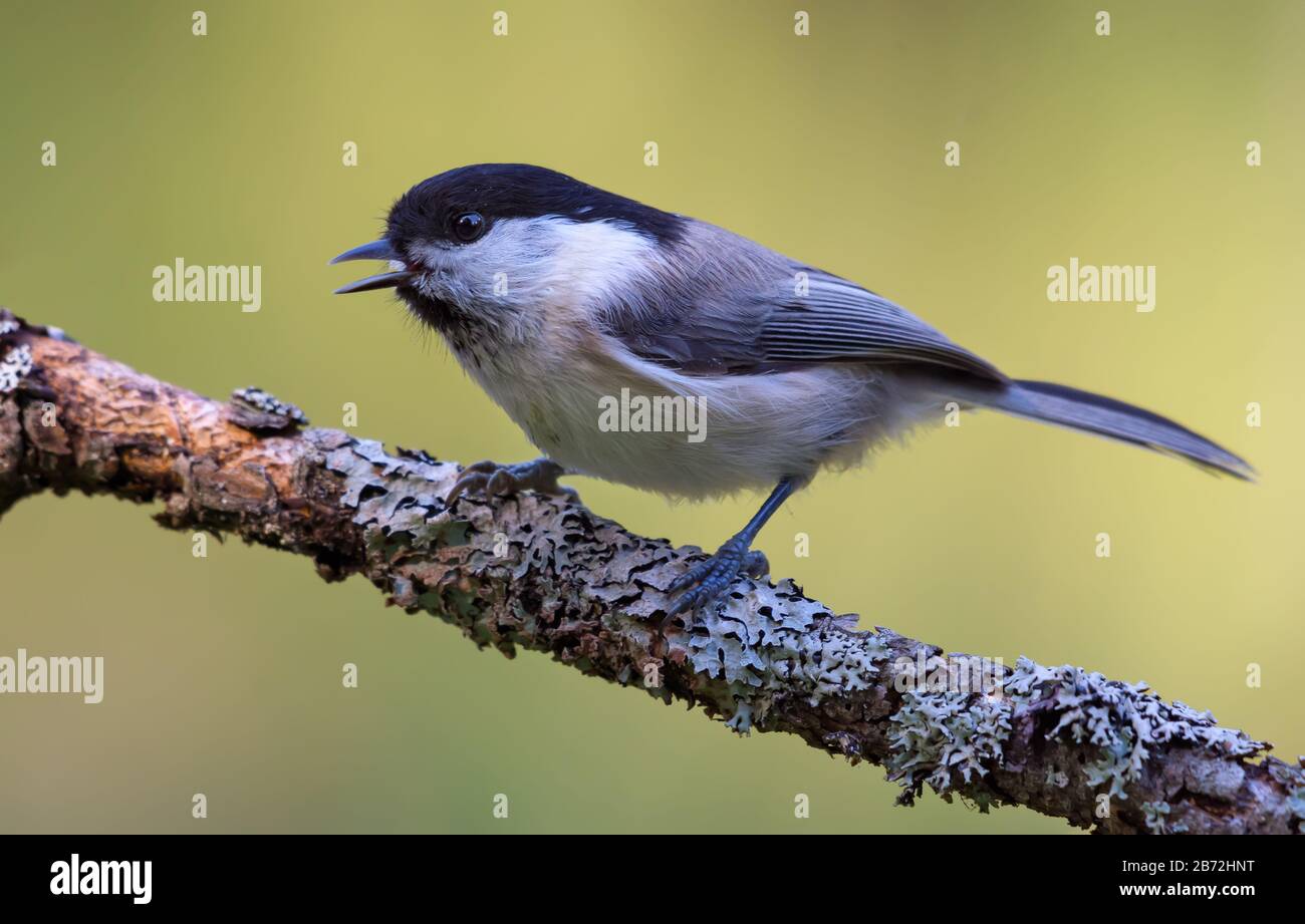 Singing Wiilow Tit (poecile montanus) with wide open beak perched on ...