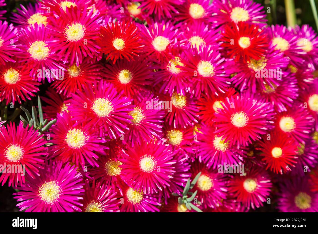 Pusley flower hi-res stock photography and images - Alamy
