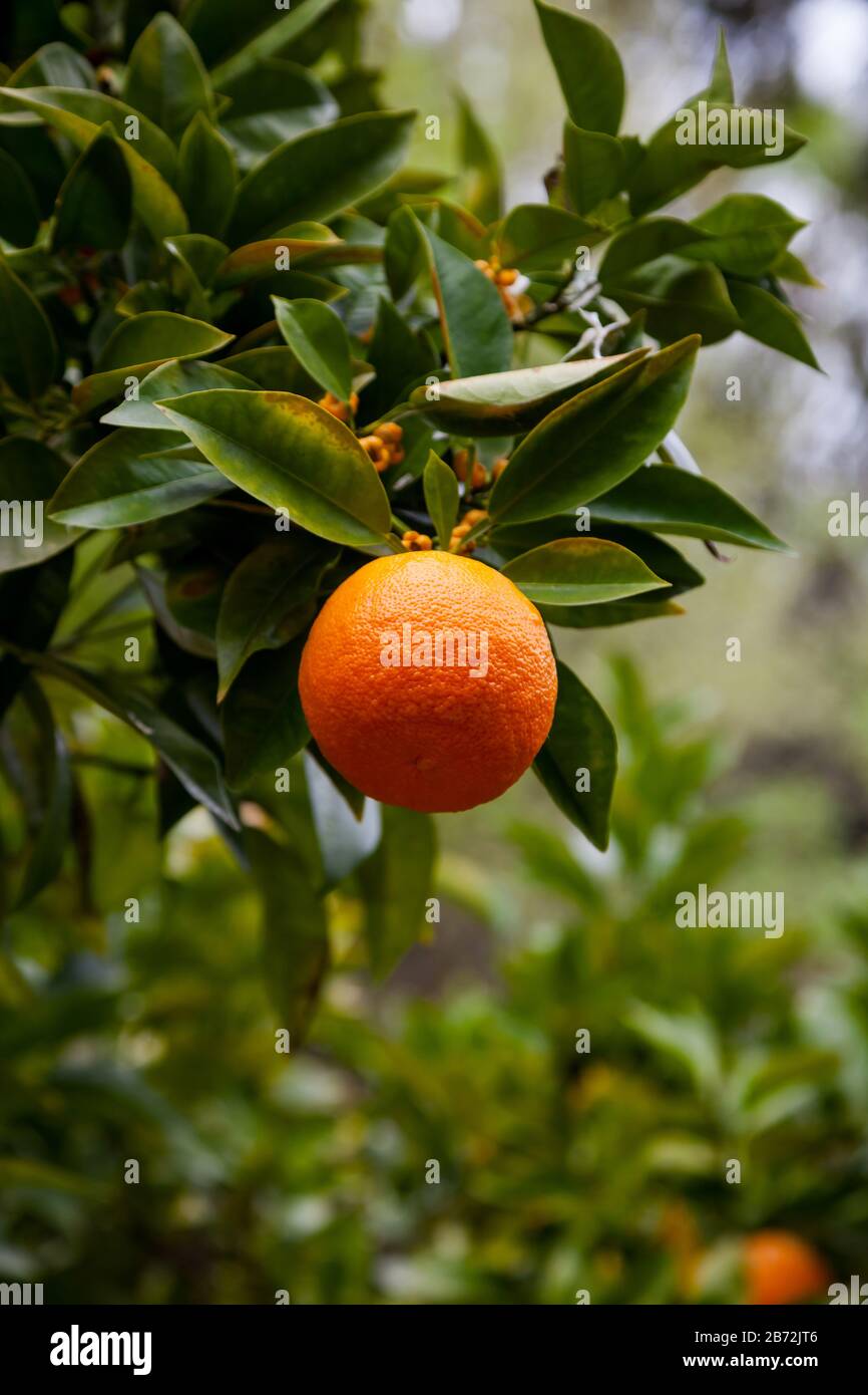 orange trees with fruits on plantation in Japan Stock Photo - Alamy