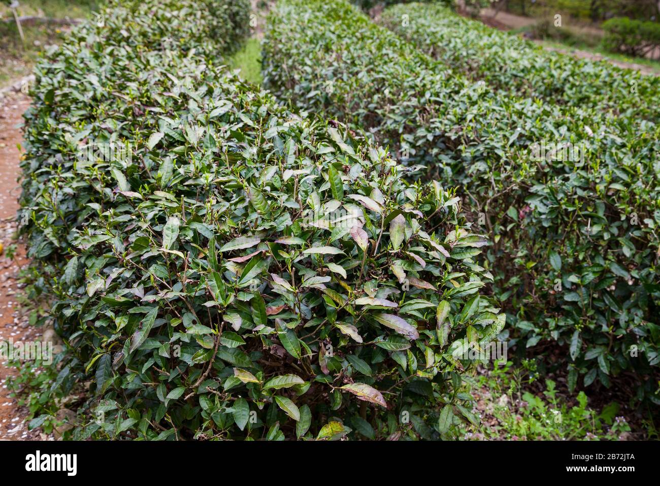 Landscape of Tea plantation, Tea plantations fields Stock Photo - Alamy